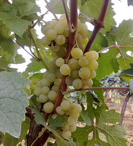 Vinarija Botunjac - Wine Fogg